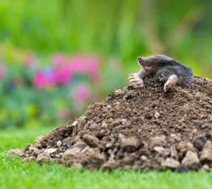 Mole Barrier Services Michigan | Creature Control