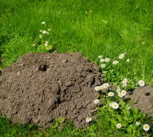 Mole Barrier Services Michigan | Creature Control