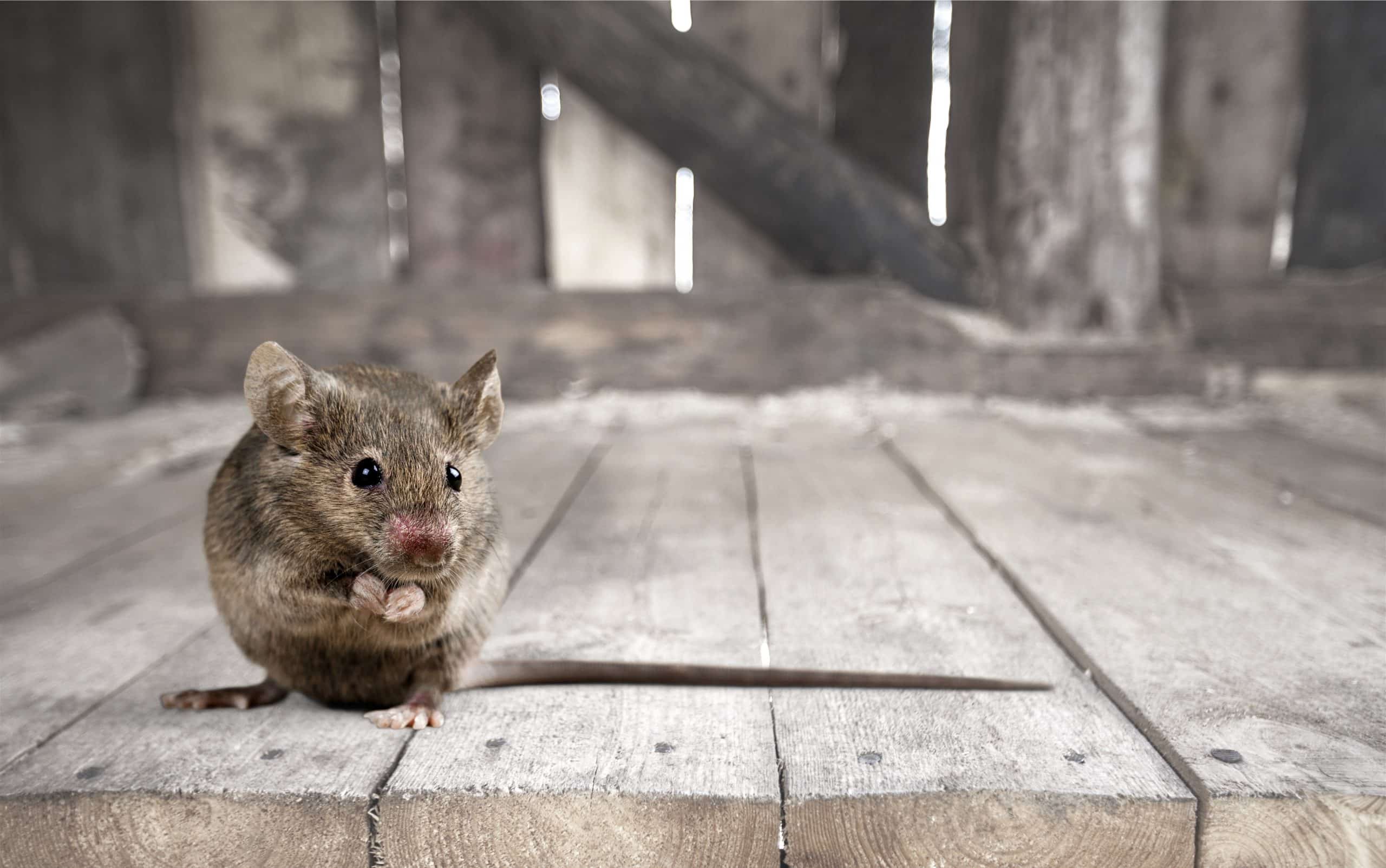 Rodent Control Services in Michigan | Creature Control