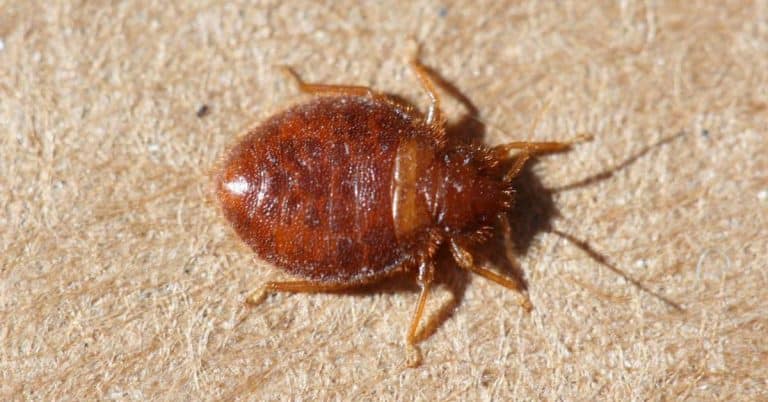 Bat Bugs: Identification, Control & Treatment | Pest Solutions ...