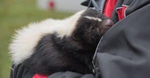 Skunks as Pets - Creature Control