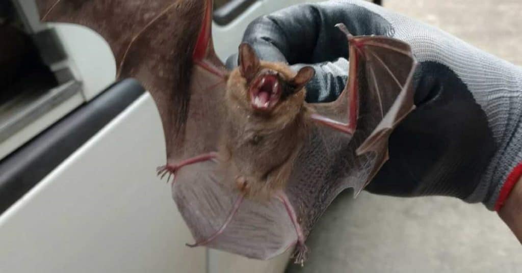 Explaining Check Valves for Bat Exclusion | Humane Bat Removal Devices ...