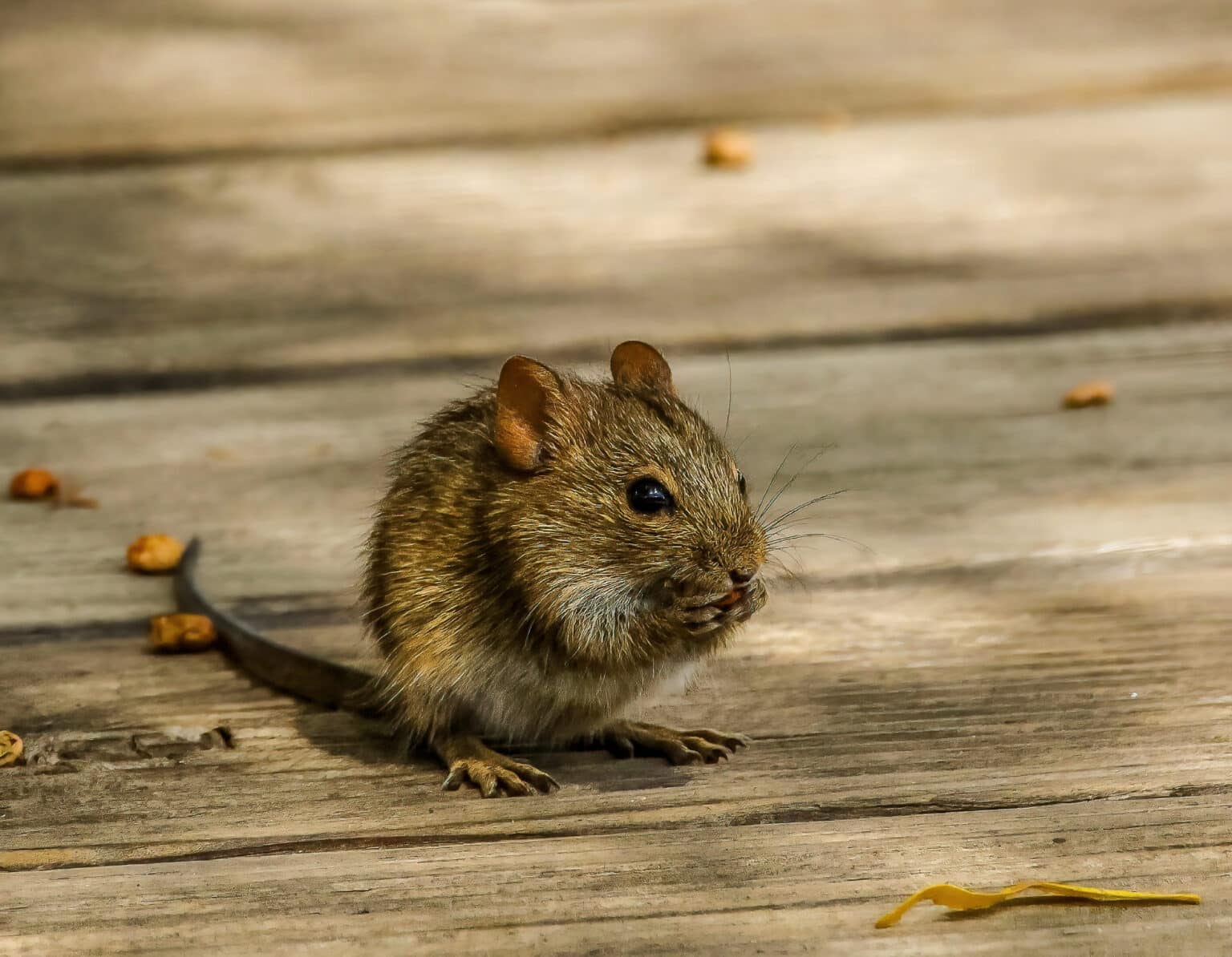 Mice or Rodent Infestation Signs | Creature Control Blog