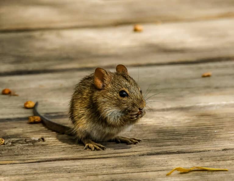 Mice or Rodent Infestation Signs | Creature Control Blog